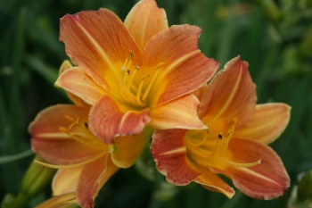 Buy Hemerocallis Sandy Breeze Daylily Online | Swallowtail Daylilies